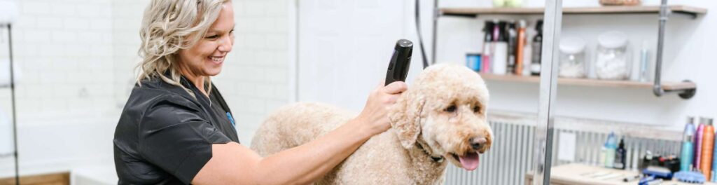 Level 2 - Professional Pet Groomer Certification - Paragon School of ...